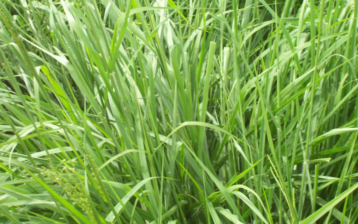 PANICUM MAXIMUMCV. MOMBAÇA | Sementes Servi Boi